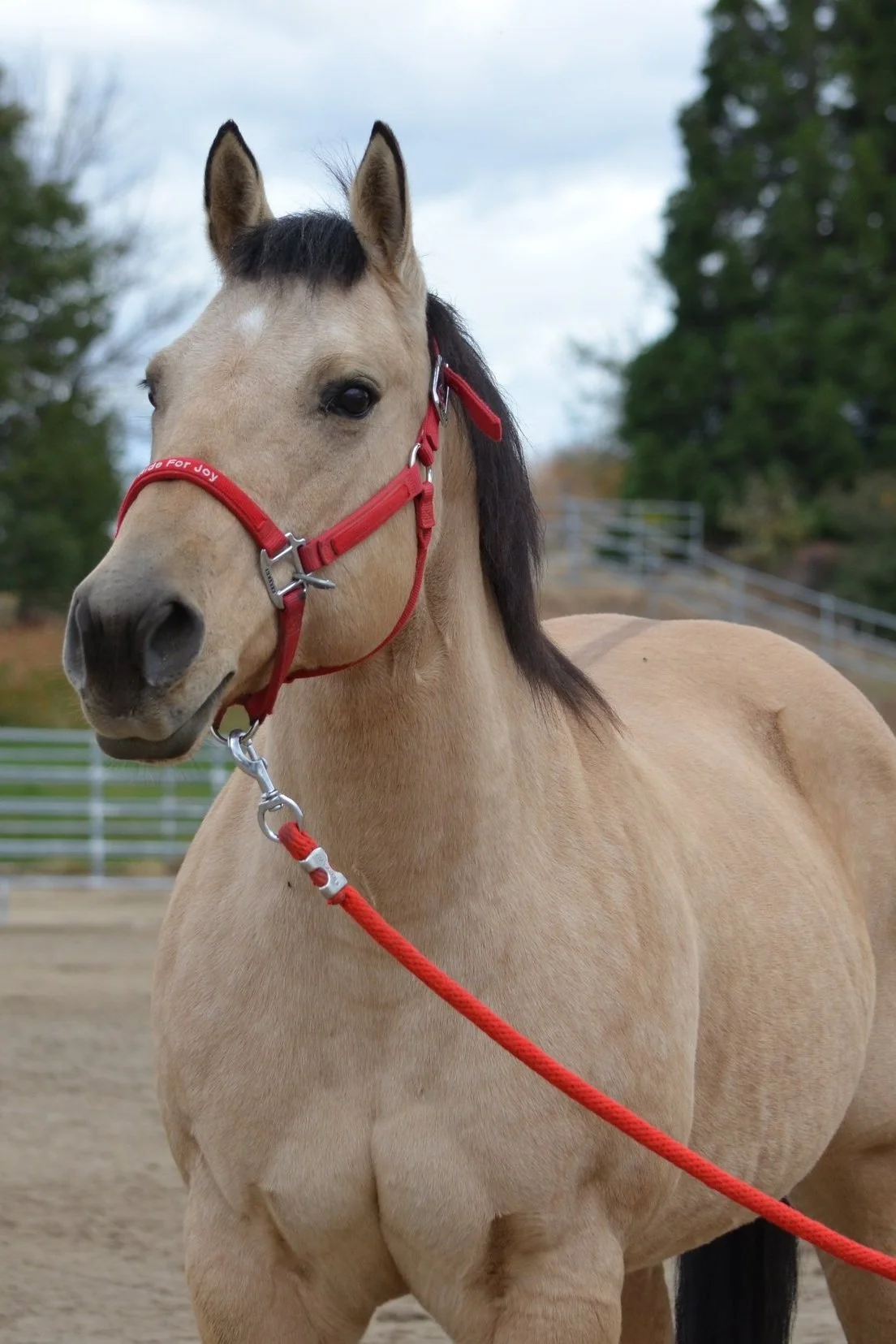 Horses — RFJ