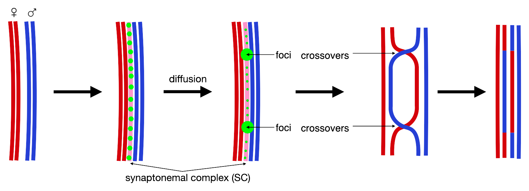 Zwicker Group — Biomolecular condensates