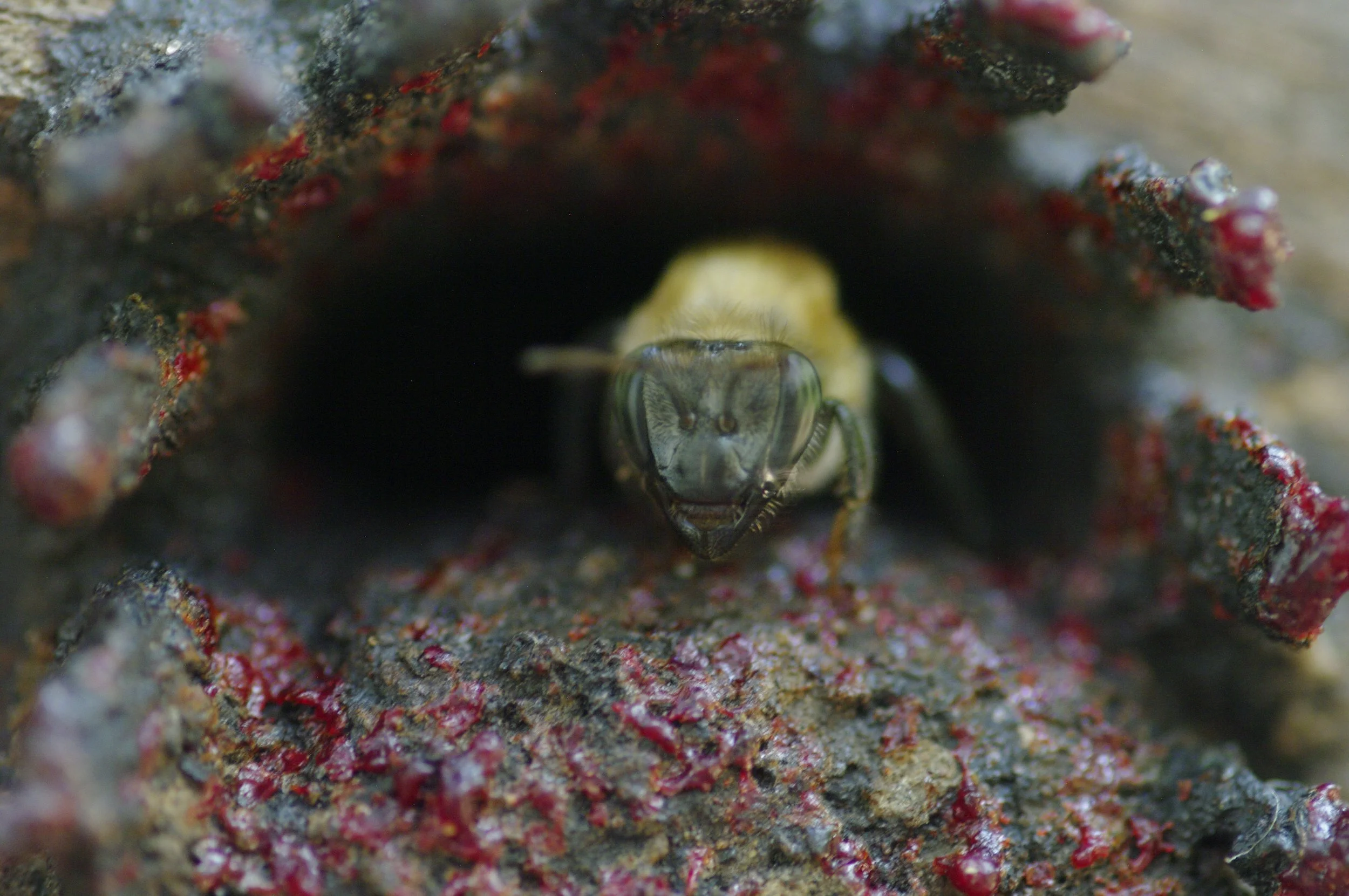 Acercándonos a las Abejas Nativas de la Amazonía Peruana — Camino Verde ...