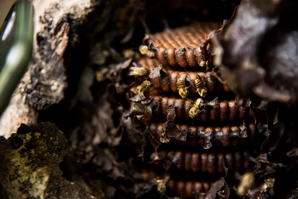 Acercándonos a las Abejas Nativas de la Amazonía Peruana — Camino Verde ...