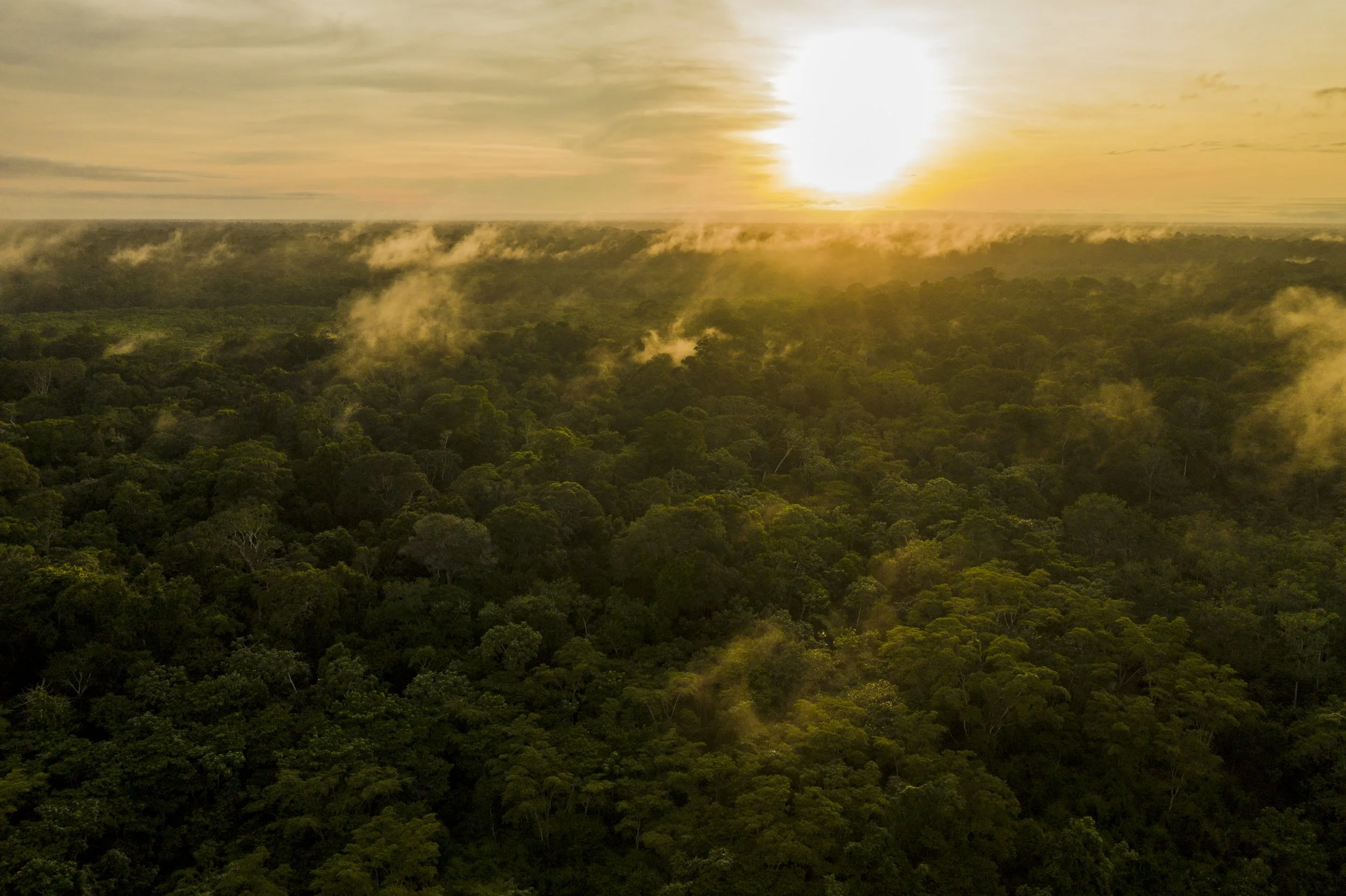 Acercándonos a las Abejas Nativas de la Amazonía Peruana — Camino Verde ...