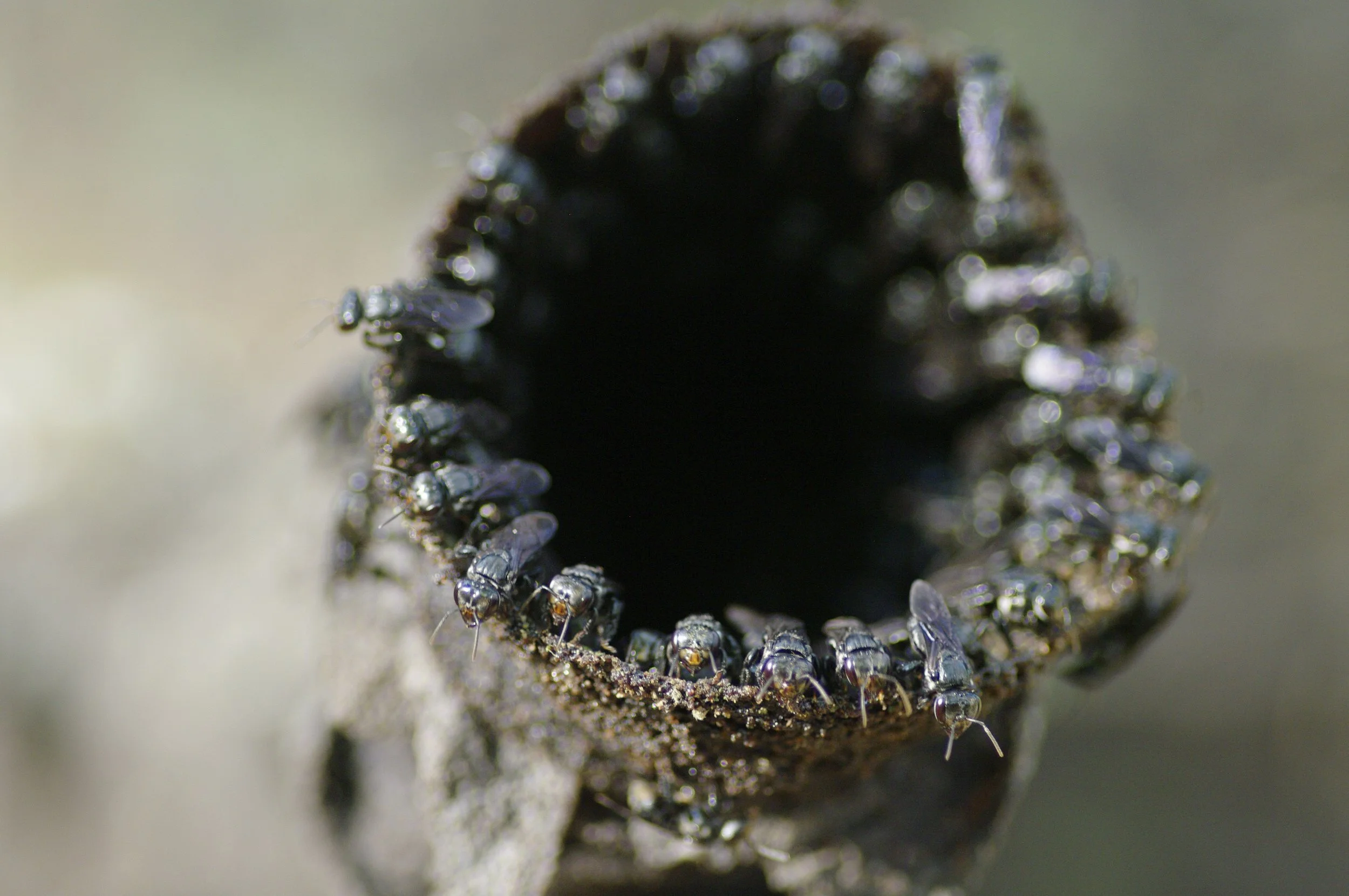 Acercándonos a las Abejas Nativas de la Amazonía Peruana — Camino Verde ...
