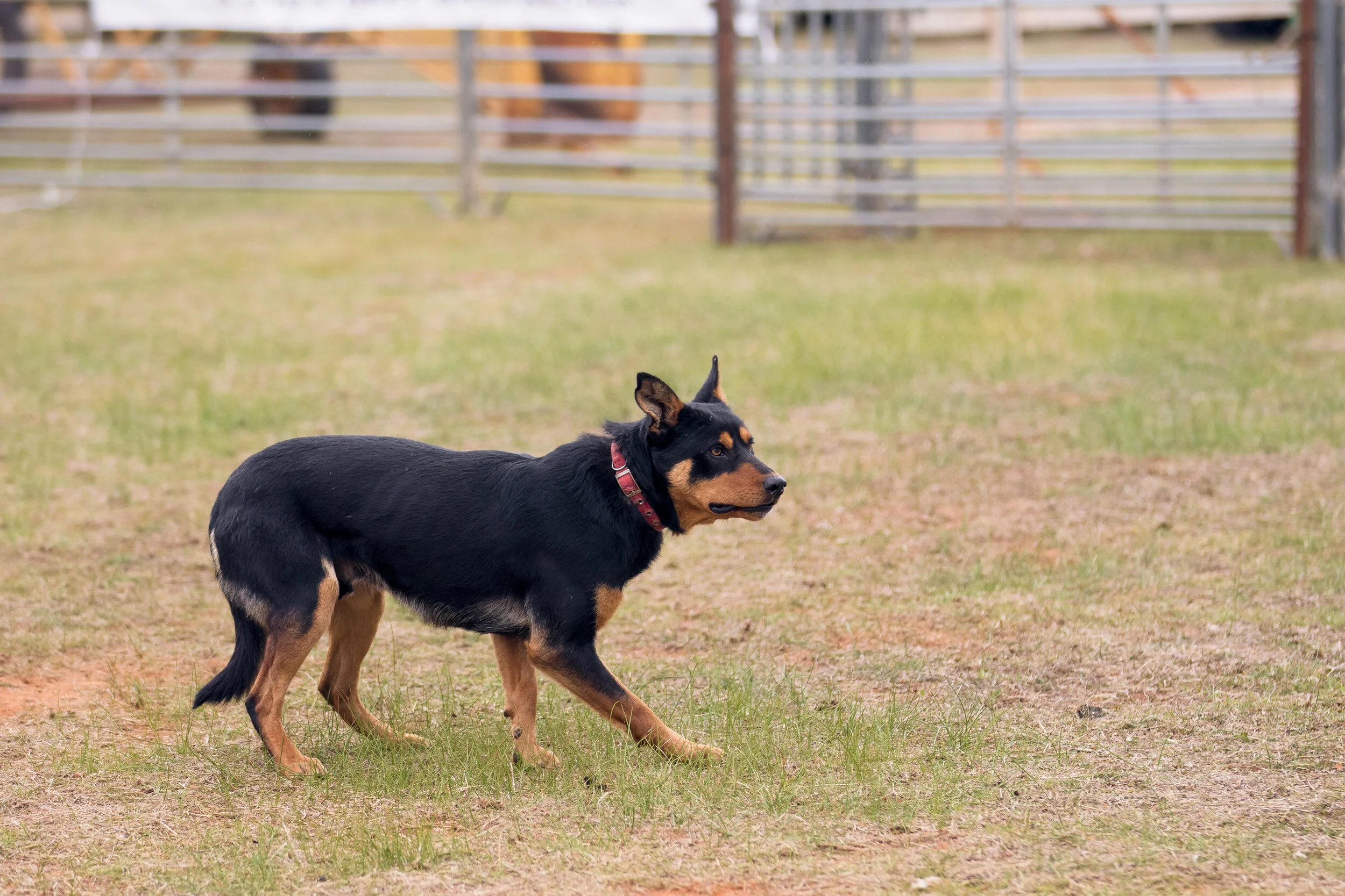 Ganmain Show — Visit Coolamon Shire