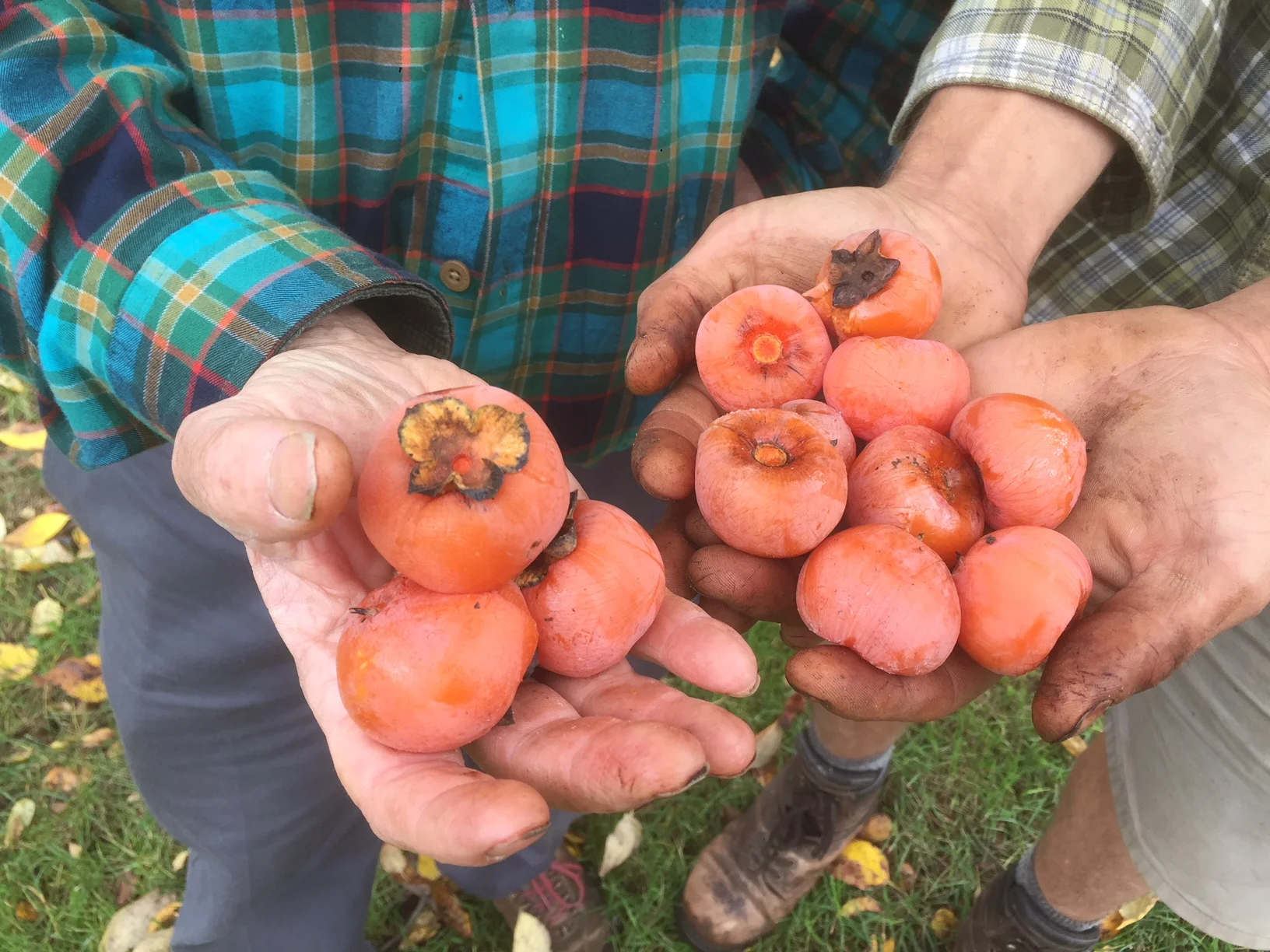 perfect circle farm