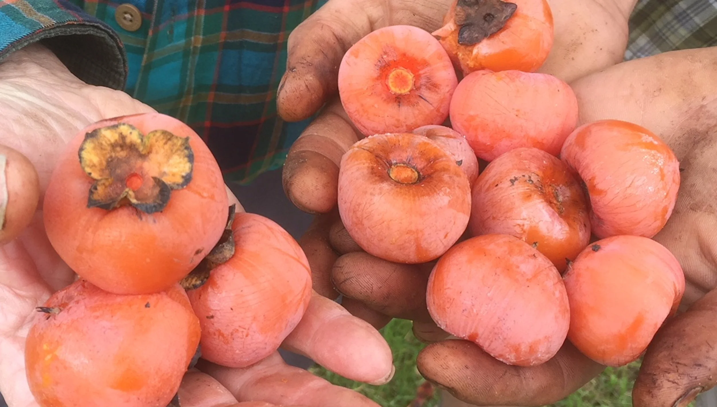 perfect circle farm