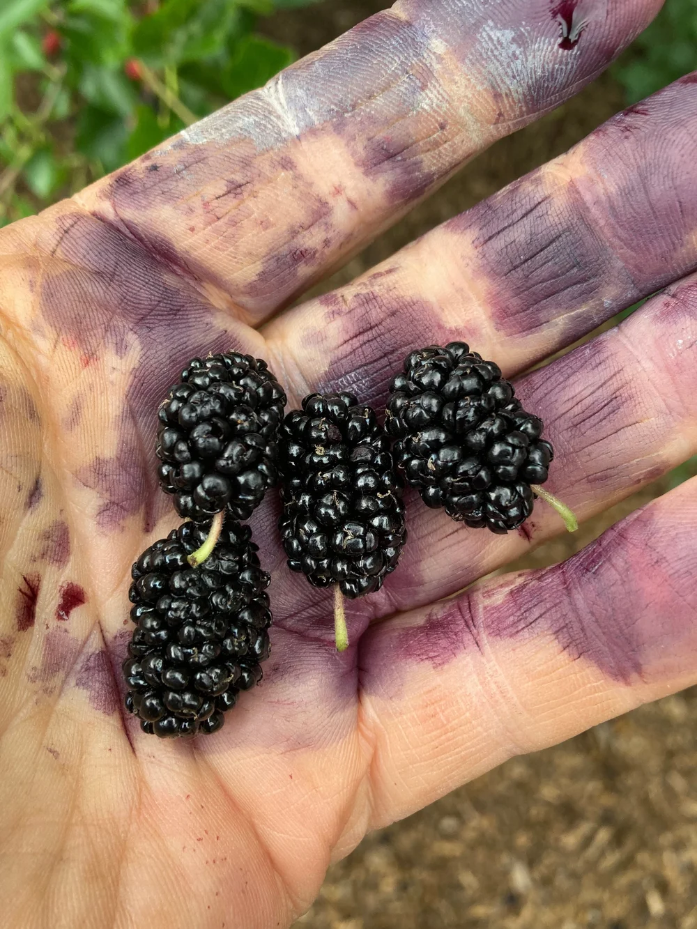 Mulberry Fruit Images