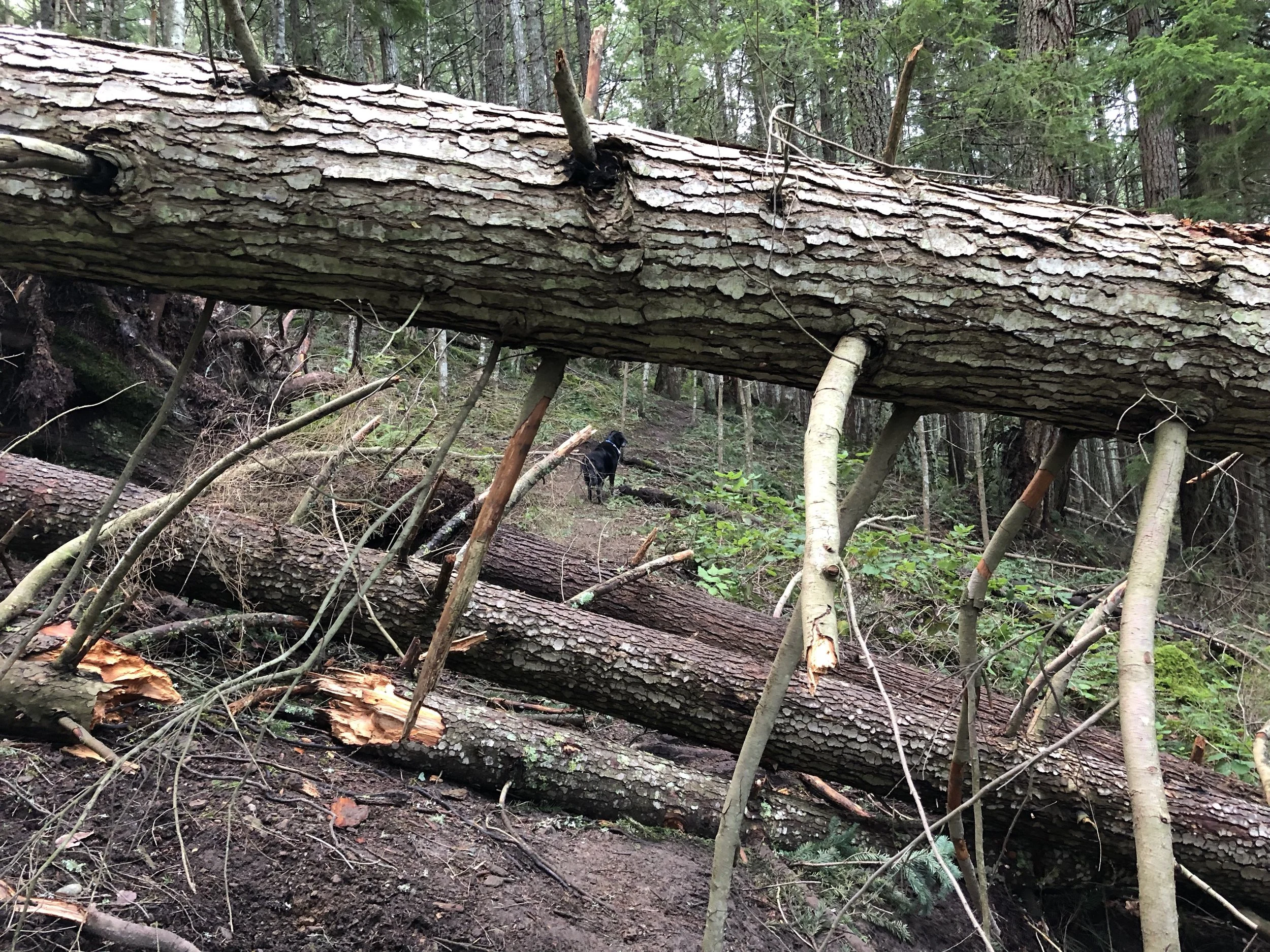 Pathfinder — Enso Learning & Retreats