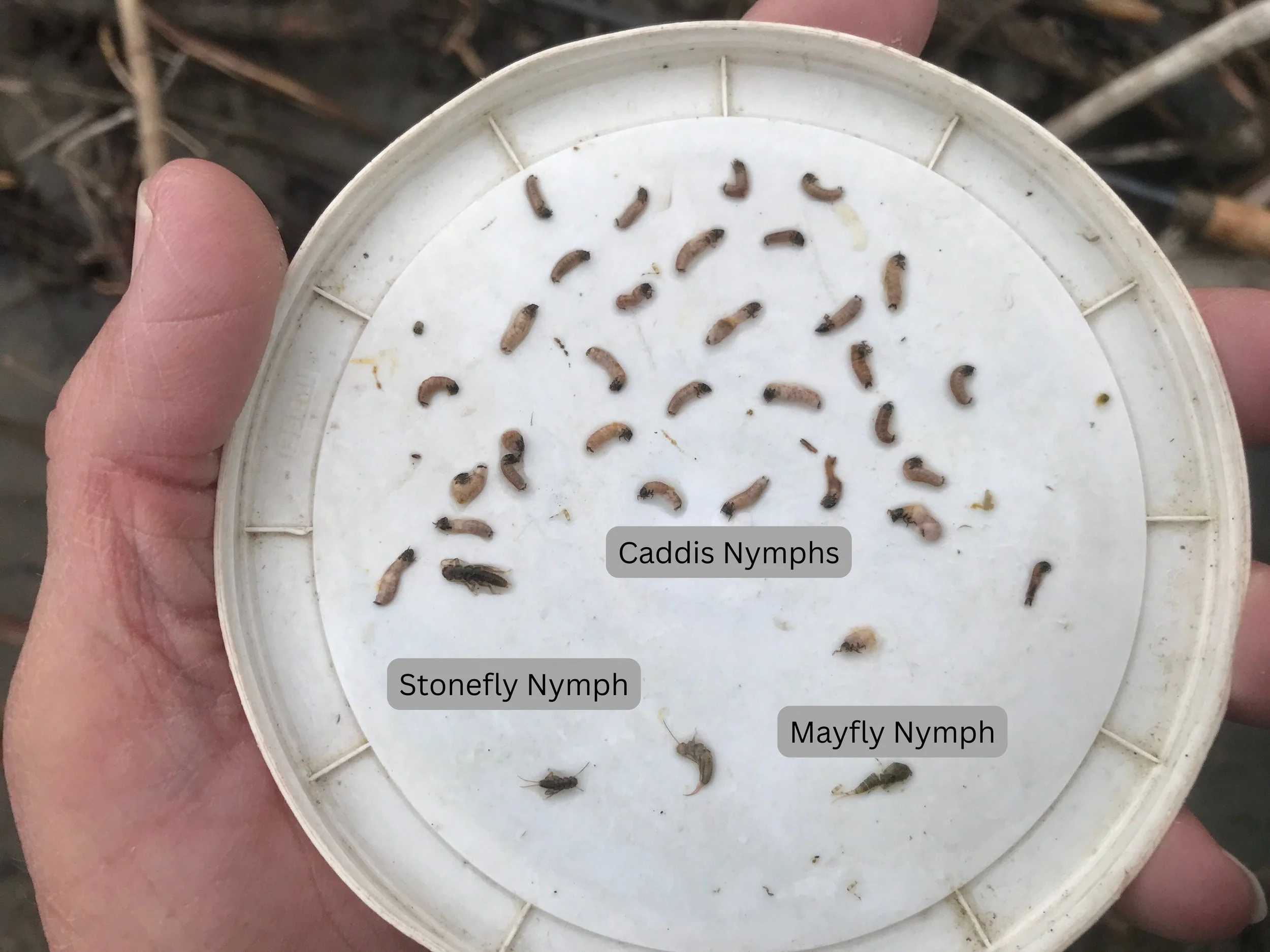 Lower Owens River Stomach Pump Sample on Monday January 22, 2024 ...