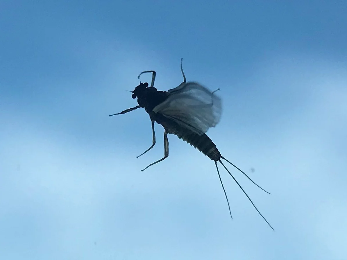 Waters I Guide On — Sierra Bright Dot