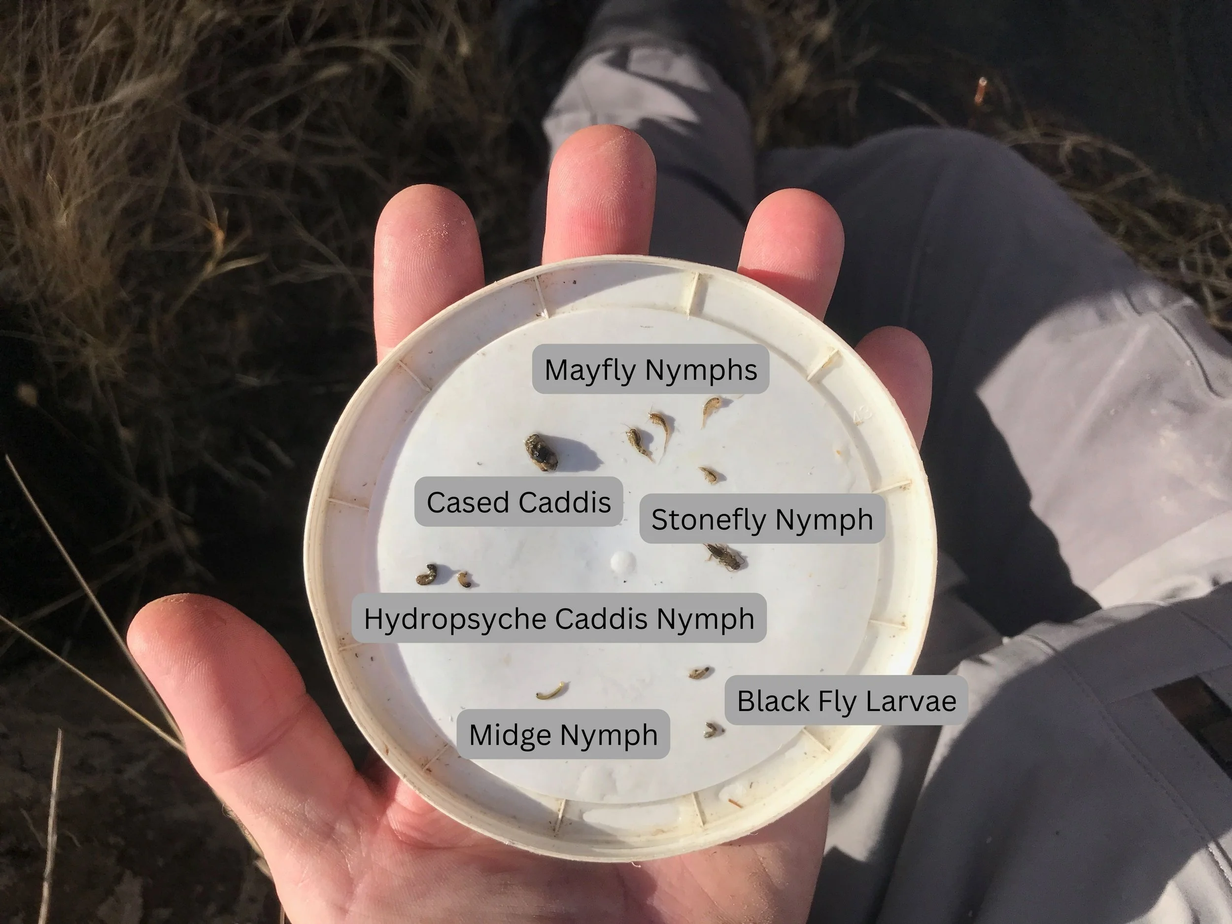 Lower Owens River Stomach Pump Sample on Monday January 15, 2024 ...