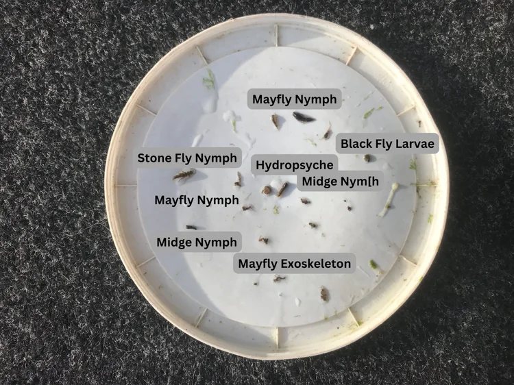 Stomach Pump Samples — Sierra Bright Dot