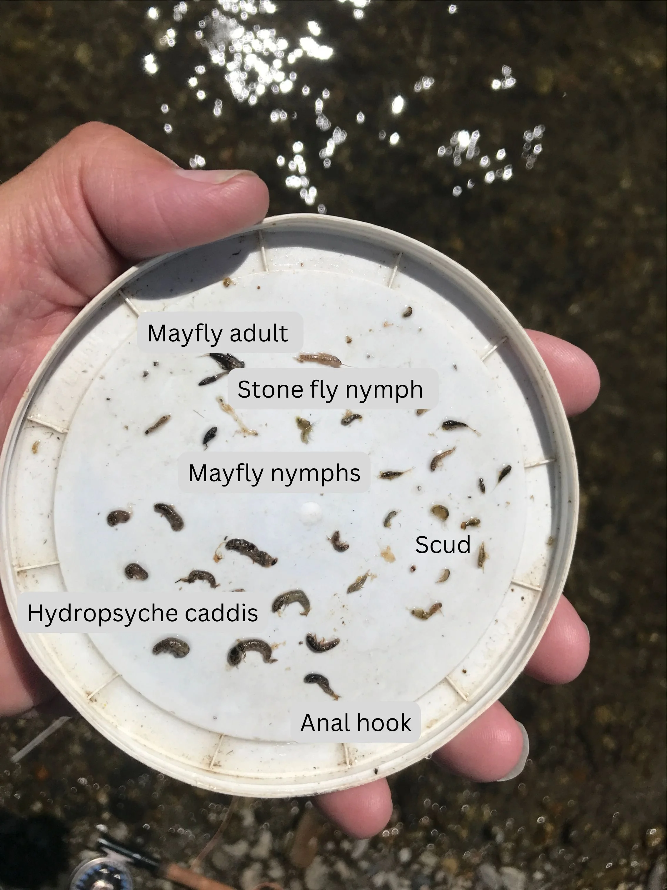 Lower Owens River Stomach Pump Sample on Wednesday August 9, 2023 ...
