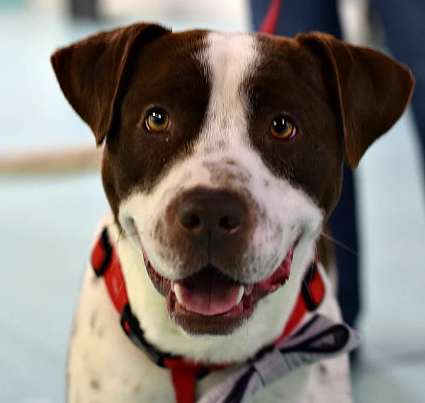 Real Good Dog Rescue
