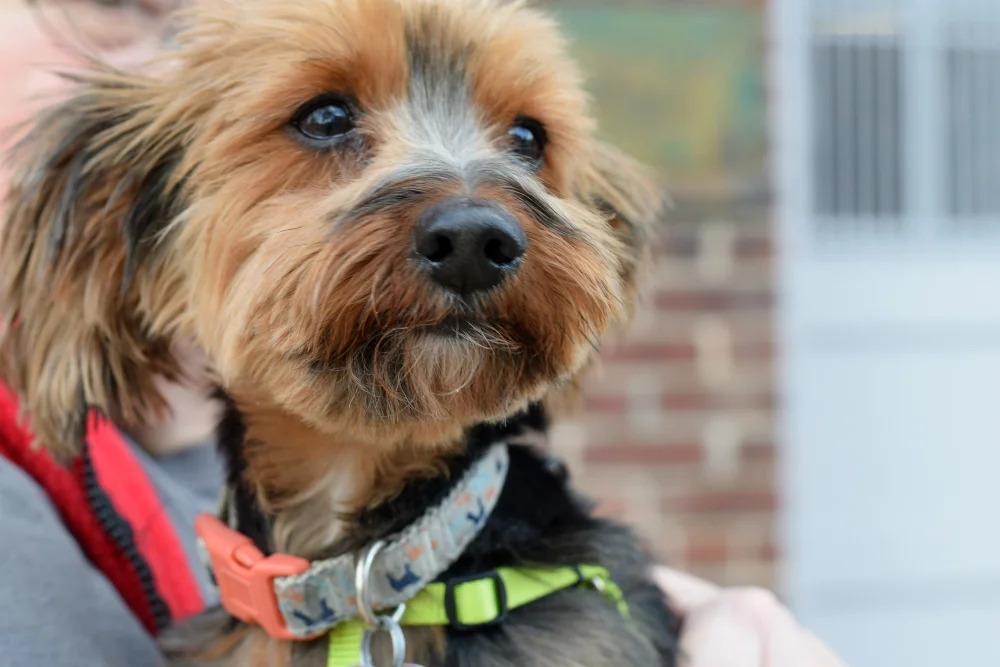 About — Real Good Dog Rescue