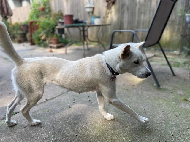 Real Good Dog Rescue