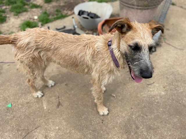 Real Good Dog Rescue