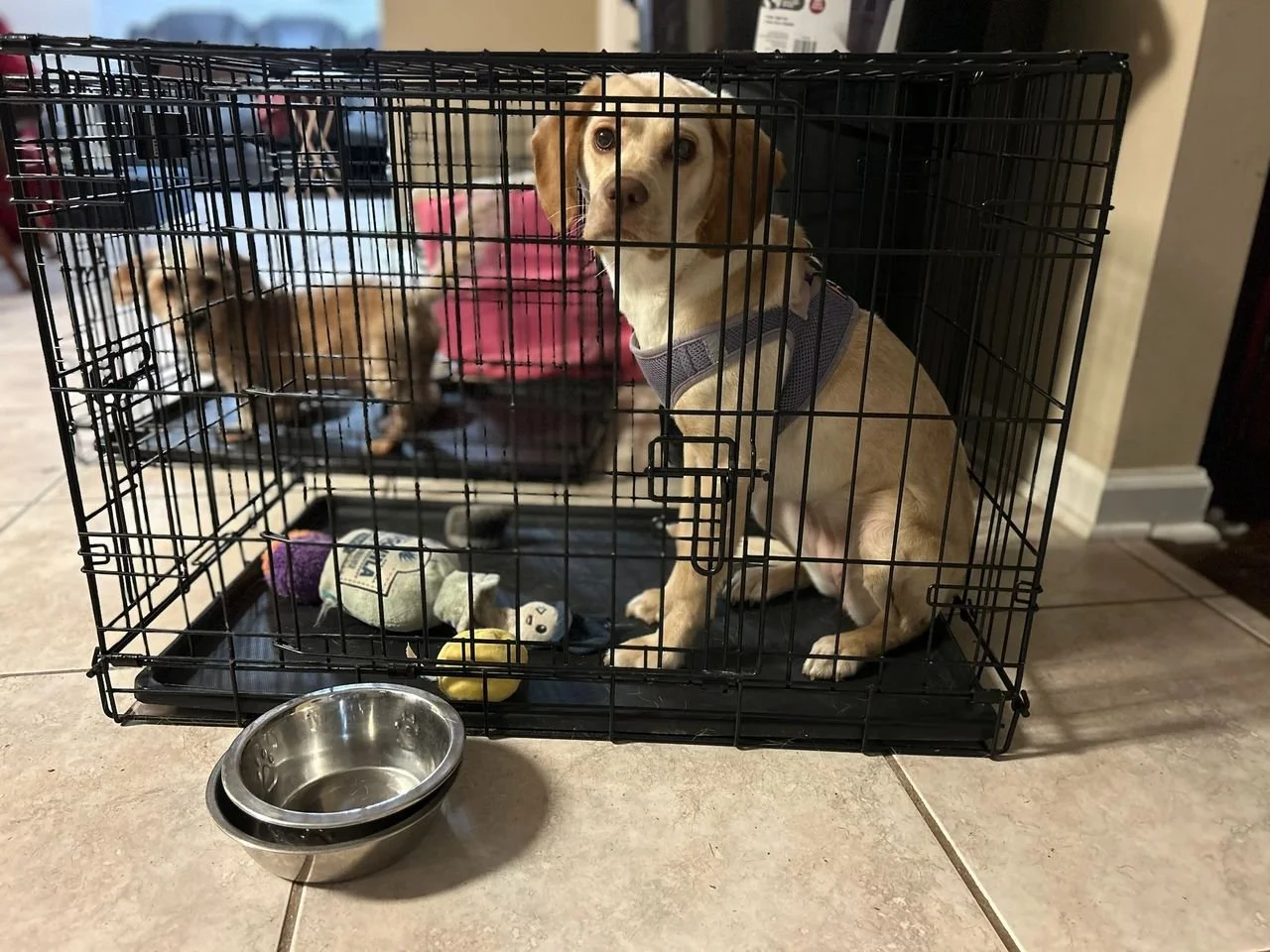 Real Good Dog Rescue