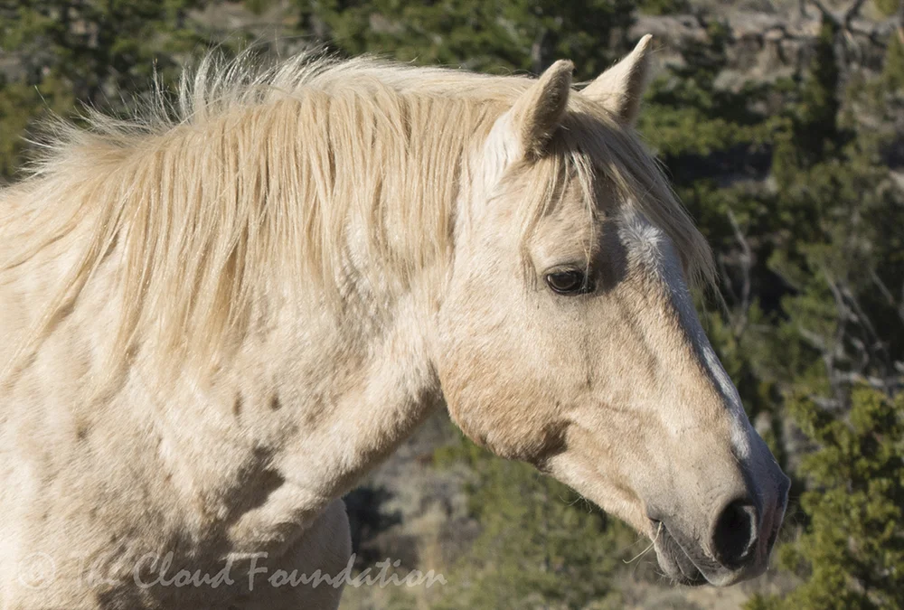 Cloud at the Crossroads — The Cloud Foundation