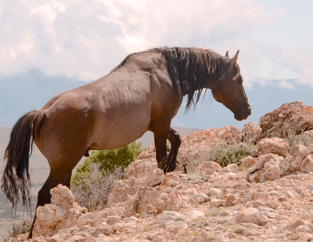 From Spring to Summer... From Band Stallion to Bachelor — The Cloud ...