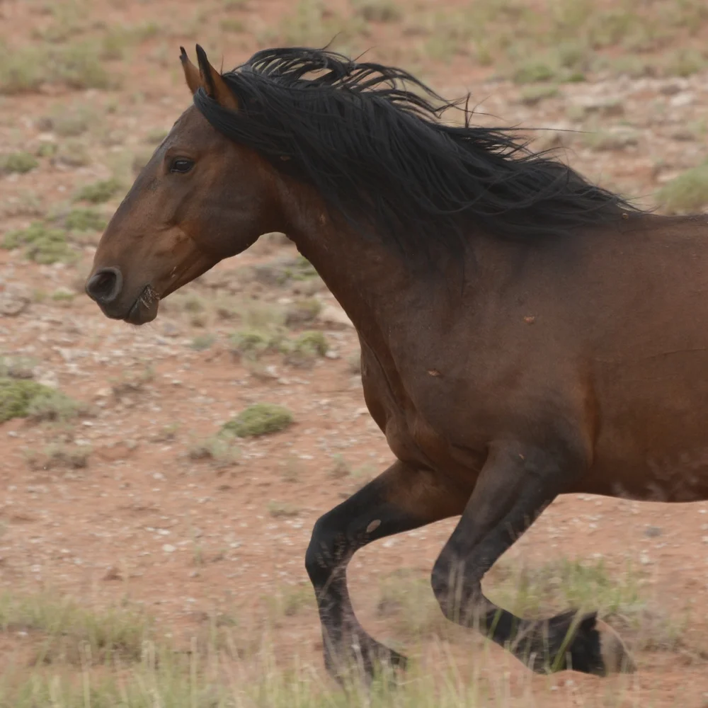 From Spring to Summer... From Band Stallion to Bachelor — The Cloud ...