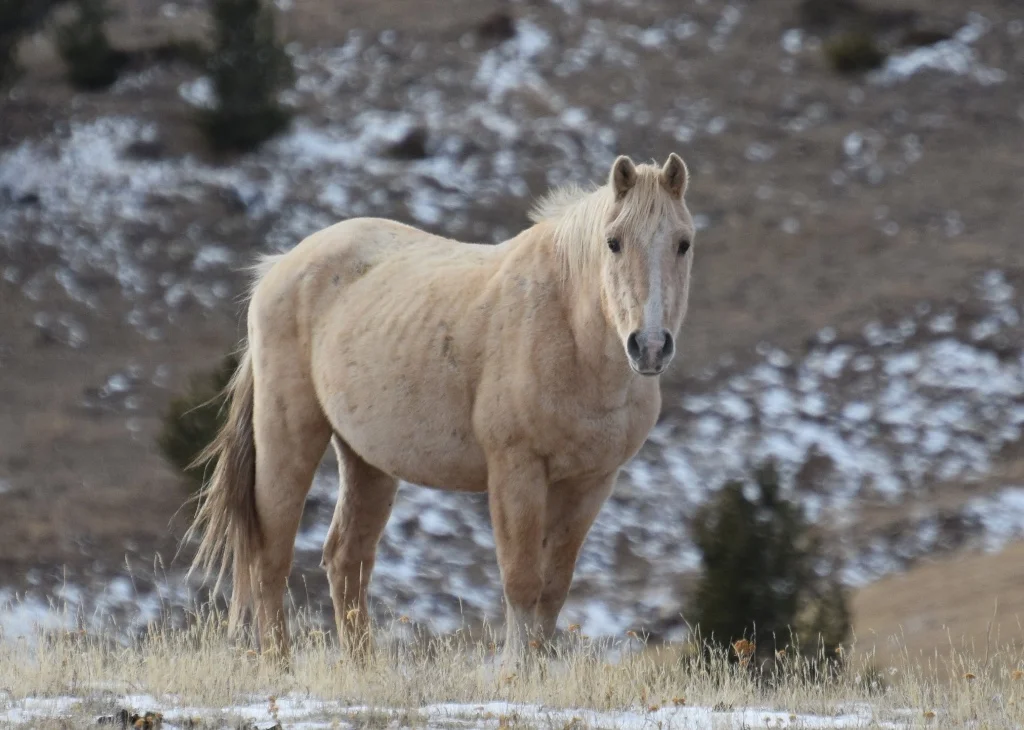 Mystery on the Mountain: The Search for Cloud — The Cloud Foundation