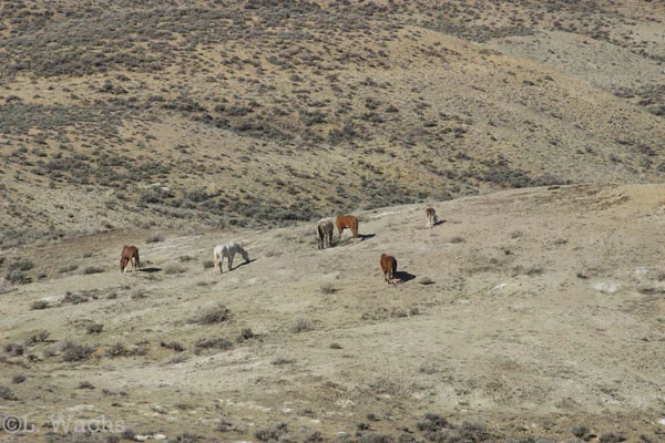 Sand Wash Basin (Colorado) — The Cloud Foundation