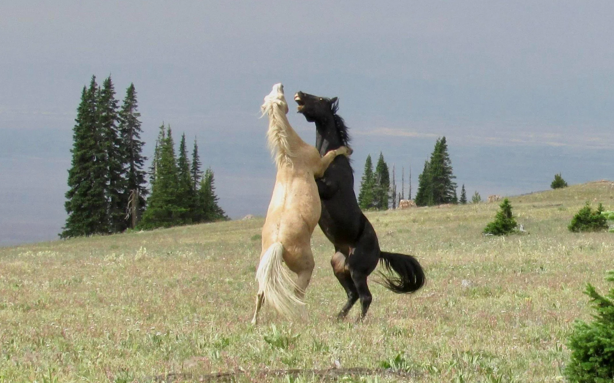 BLM Kills Cloud's Grandson, Echo! — The Cloud Foundation