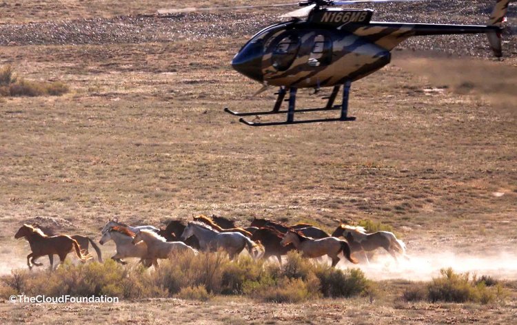 Racing to Extinction: The “Path Forward” That will Devastate our Wild ...