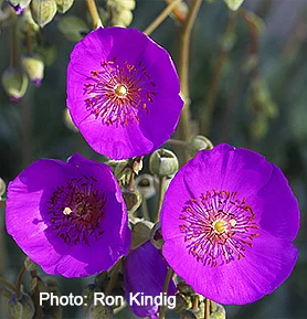 Plant Database — SLO Botanical Garden