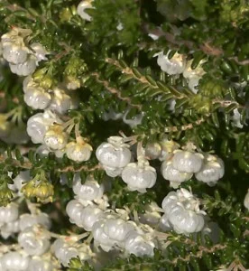 Plant Database — SLO Botanical Garden