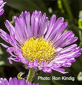 Plant Database — SLO Botanical Garden