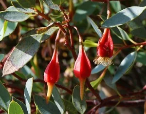 Plant Database — SLO Botanical Garden