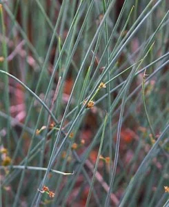 Plant Database — SLO Botanical Garden