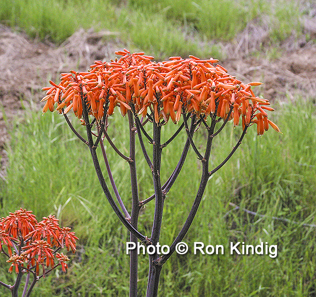 Plant Database — SLO Botanical Garden