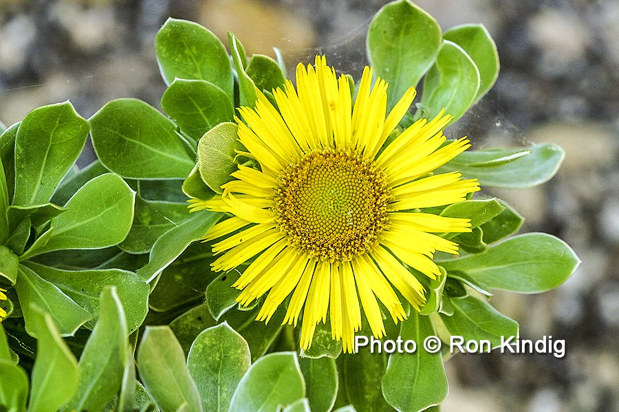 Plant Database — SLO Botanical Garden