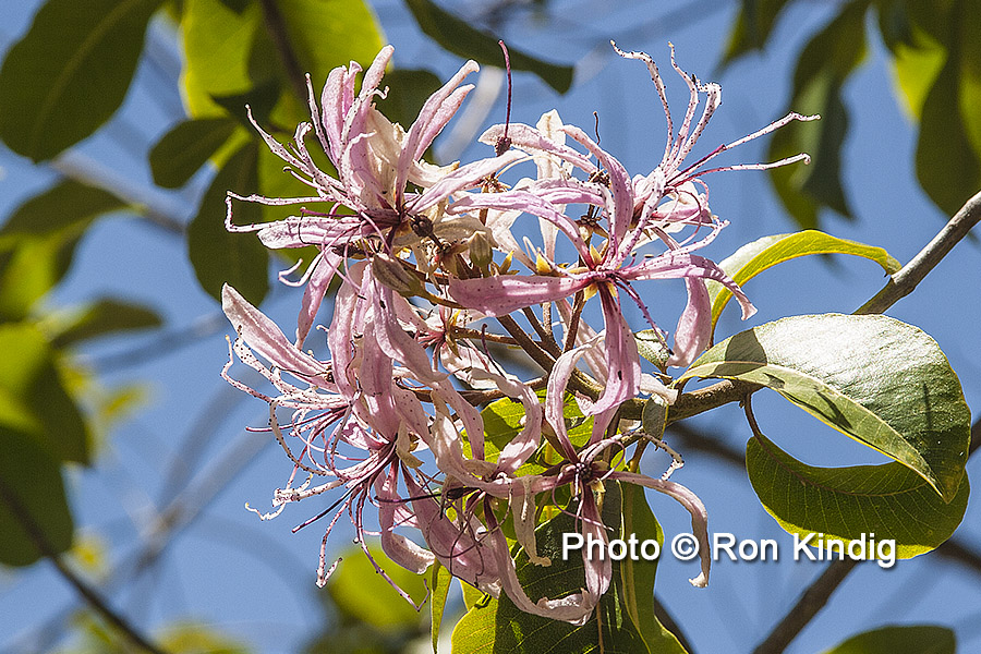 Plant Database — SLO Botanical Garden