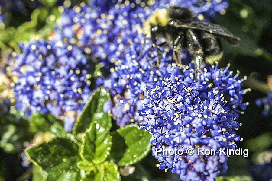 Plant Database — SLO Botanical Garden