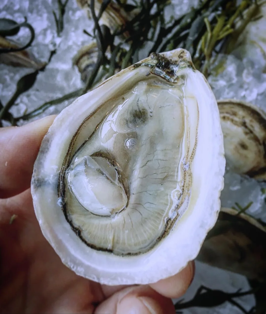 Our Products — Sloop Point Oyster Farms