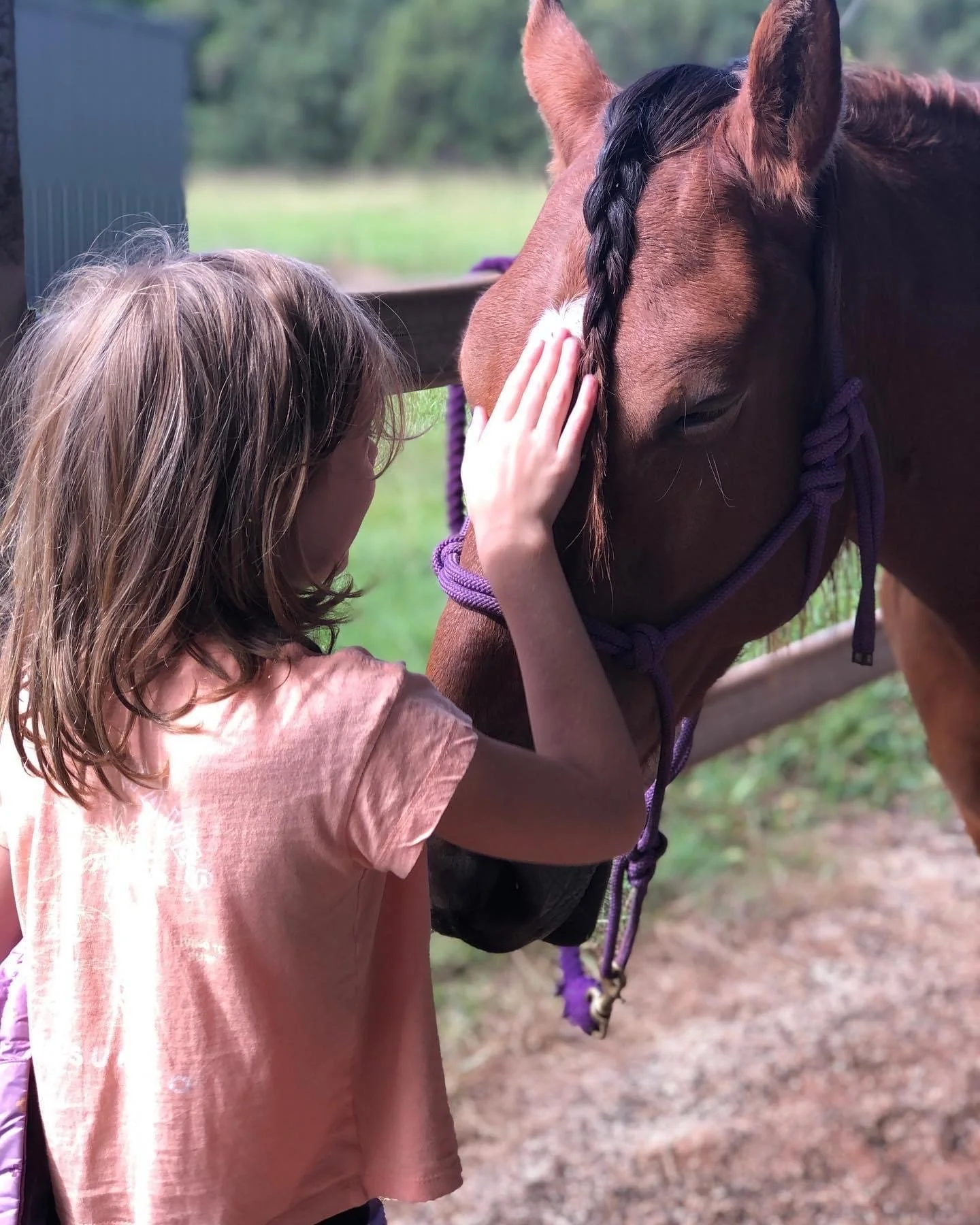 Psychology sessions — Byron Bay Equine Therapy & Psychology