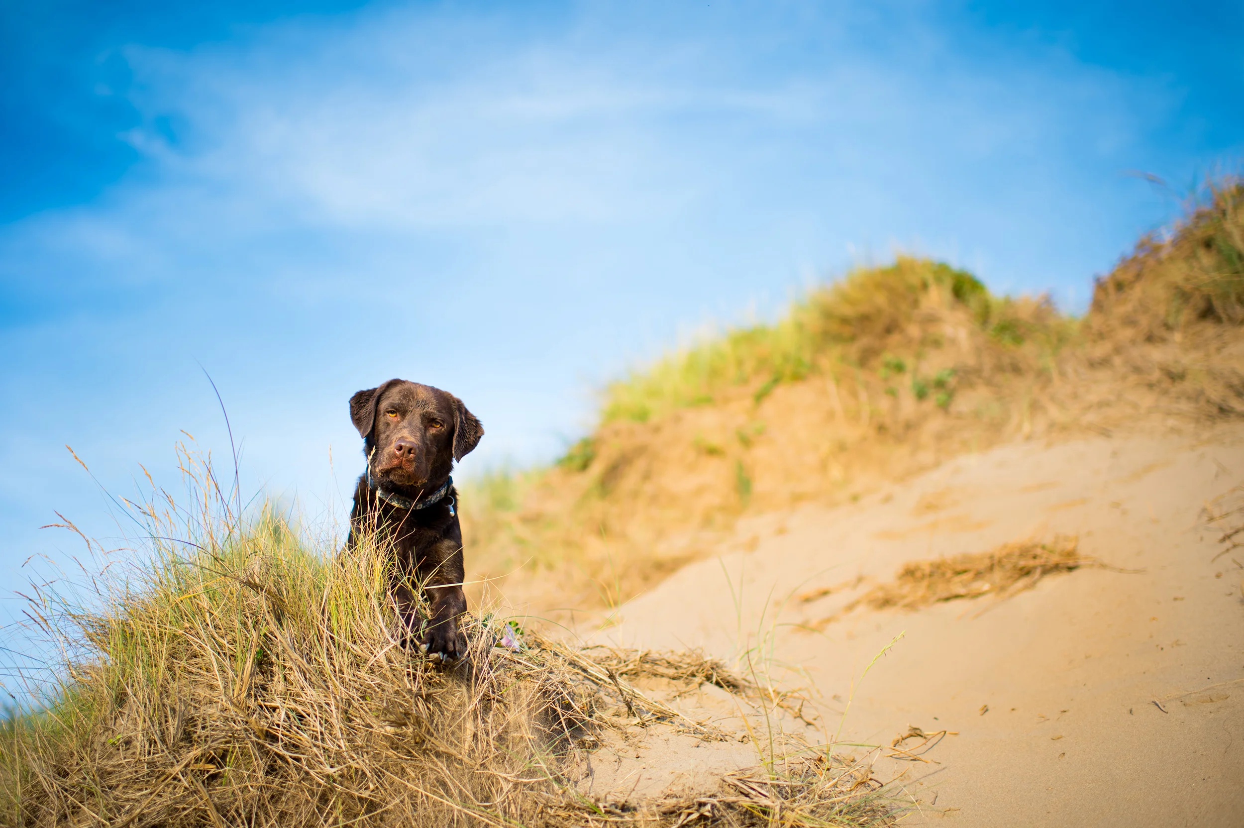 Top tips for taking your dog to Saunton Sands in North Devon — Rhian ...