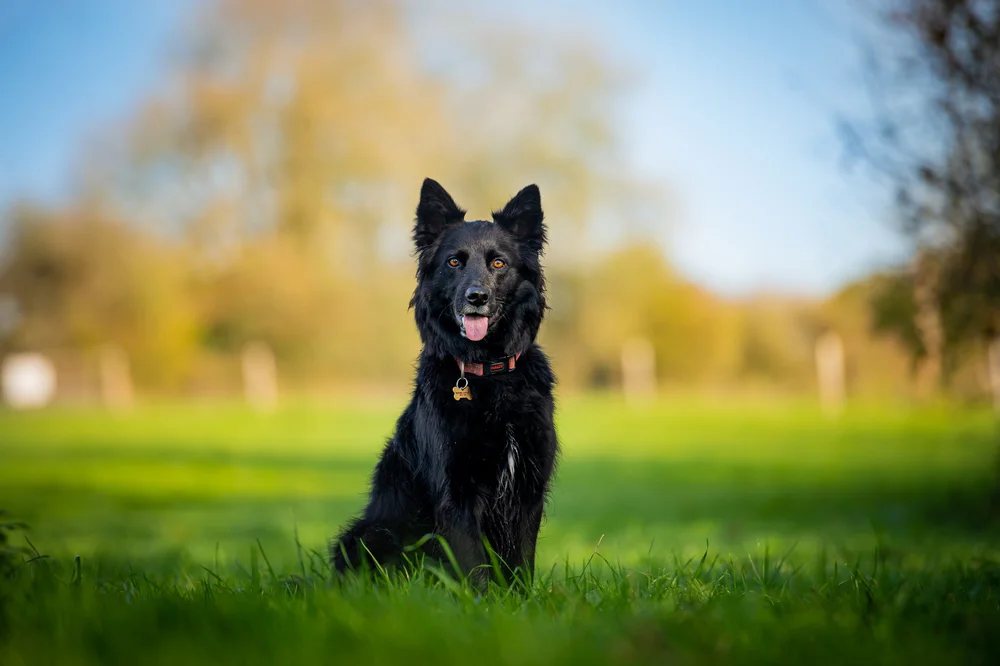 7 tips to photograph black dogs — Rhian White Photography - the Dog ...