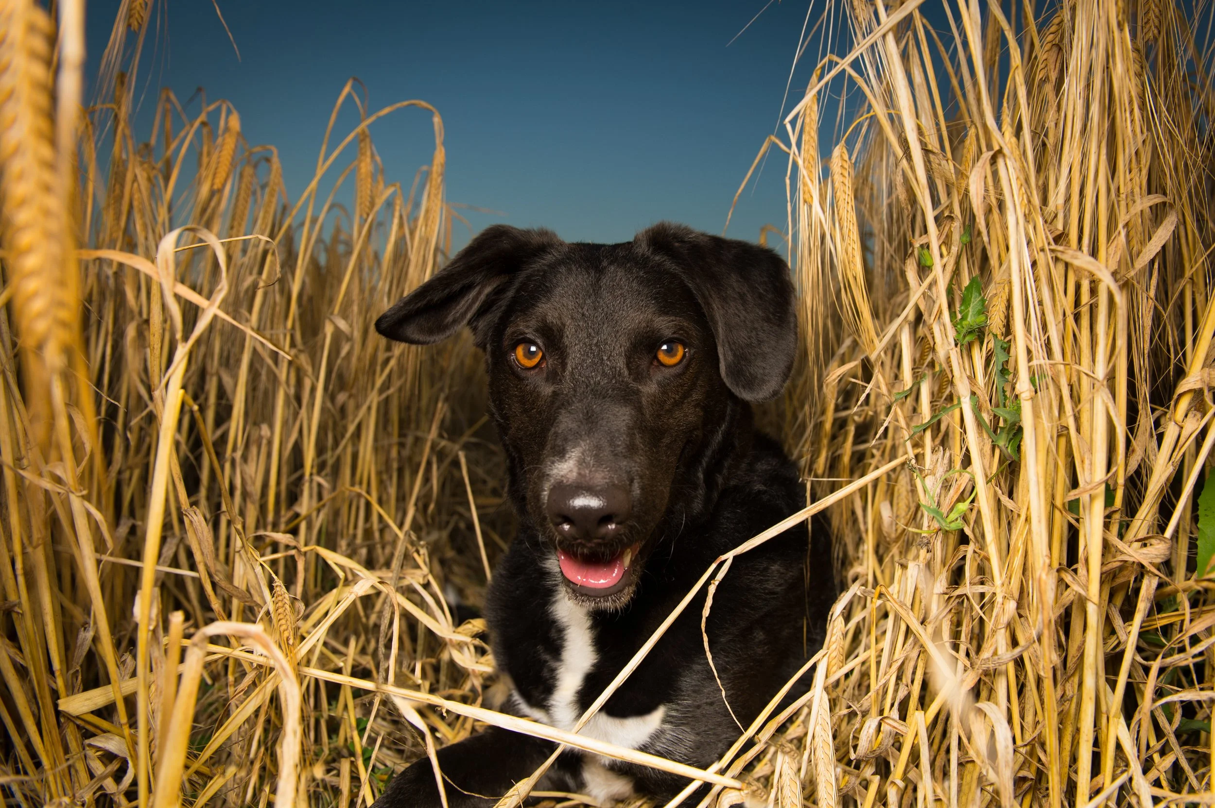 7 tips to photograph black dogs — Rhian White Photography - the Dog ...