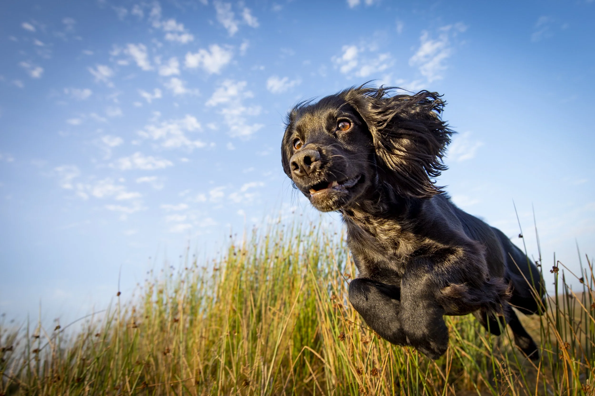 7 tips to photograph black dogs — Rhian White Photography - the Dog ...