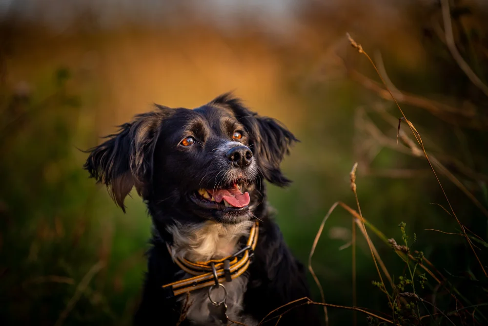 How Do You Take Good Pictures Of Black Dogs