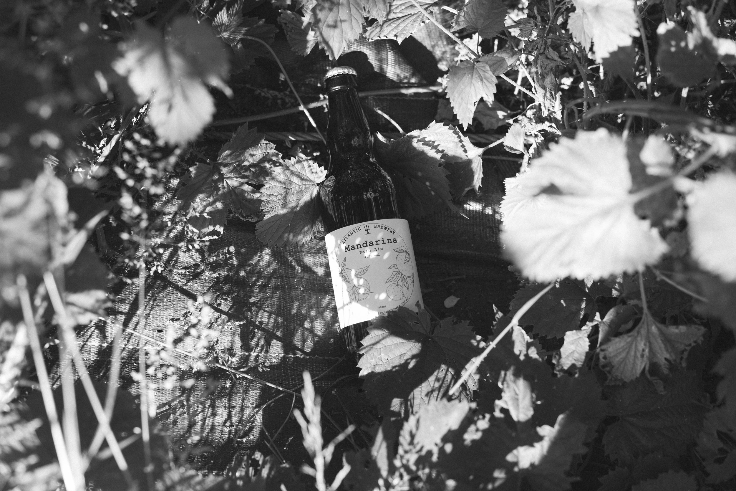 Atlantic Brewery - Organic Real Ale