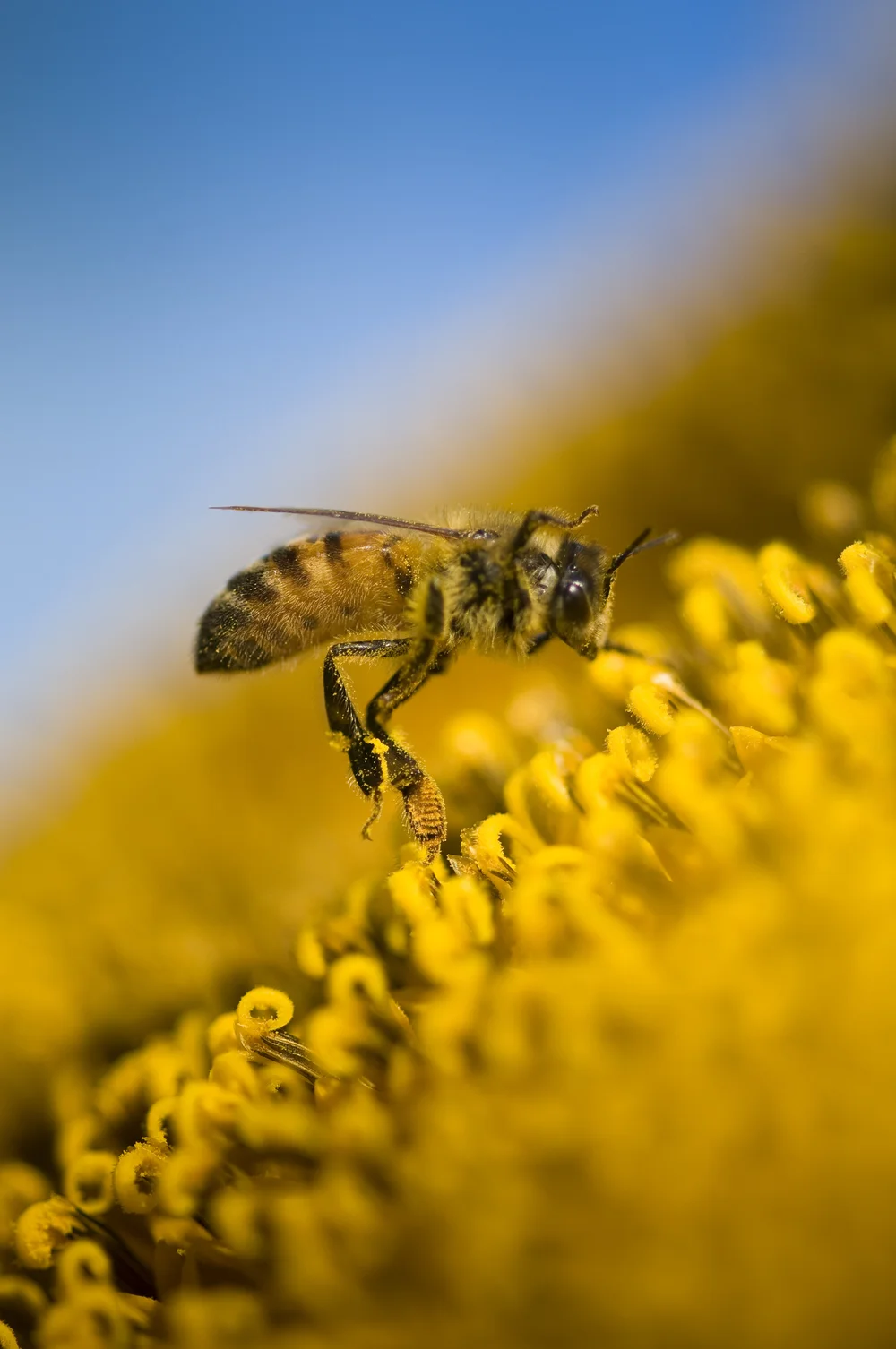 Wild Bees — The East Africa Wax Co.