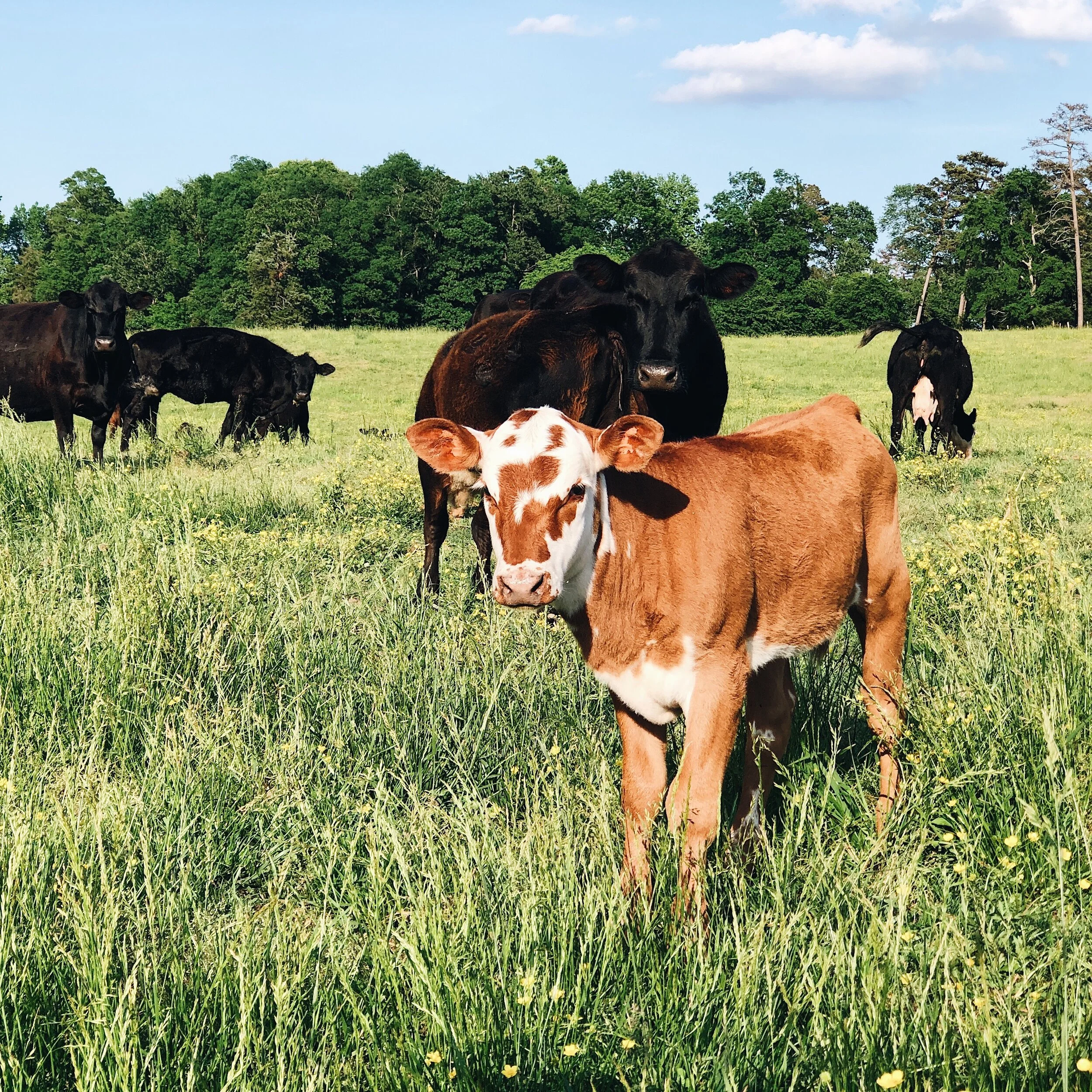 The Farm Store — Barrier Farms