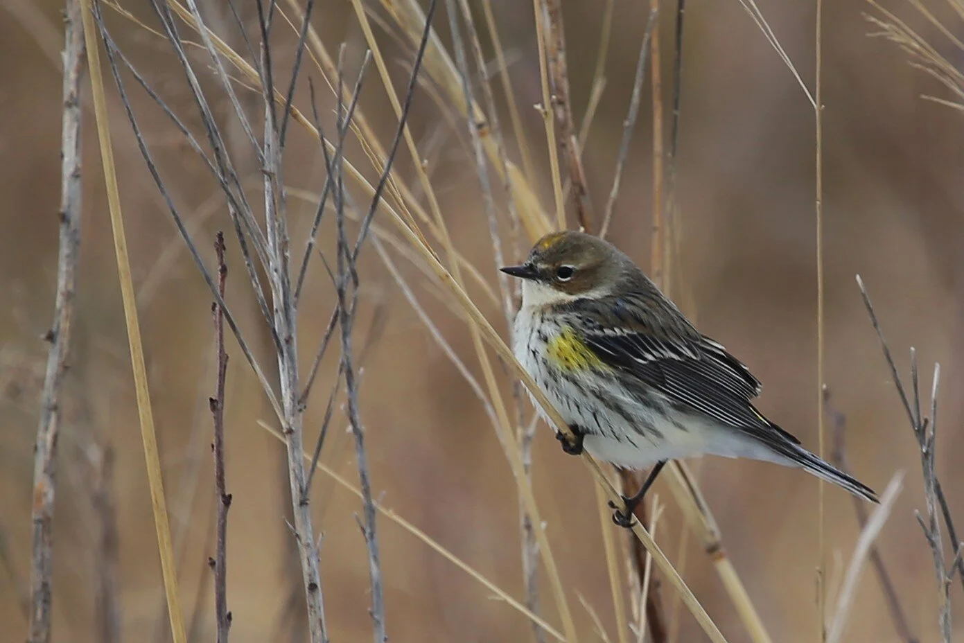 York — Birding Virginia