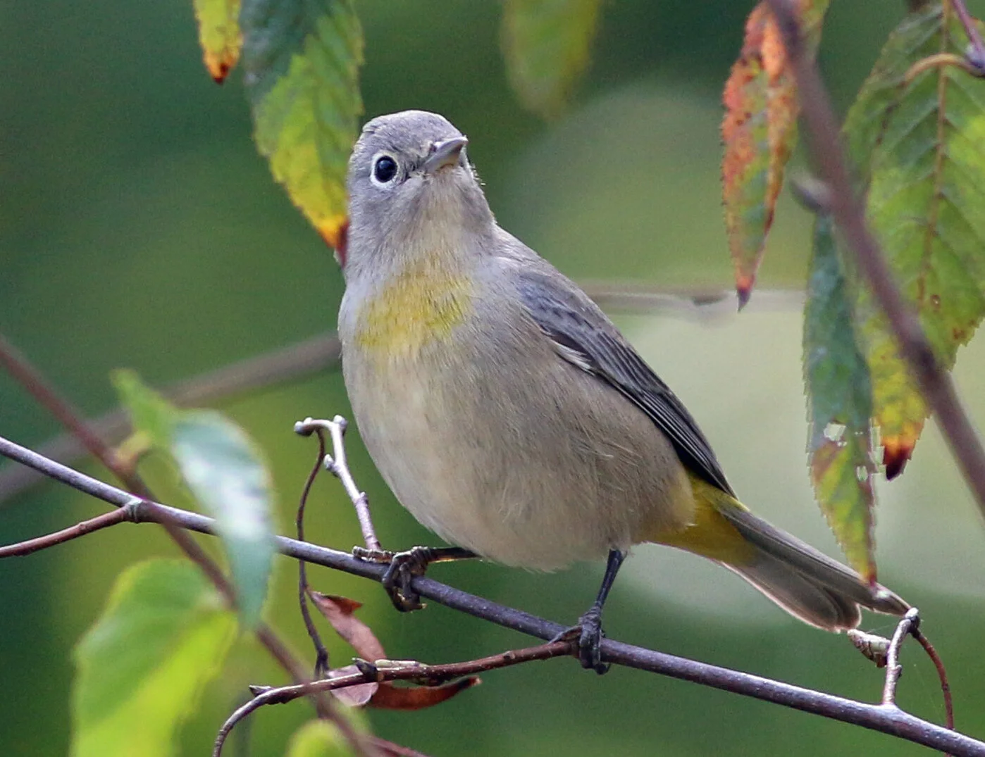 Birds Found In Virginia