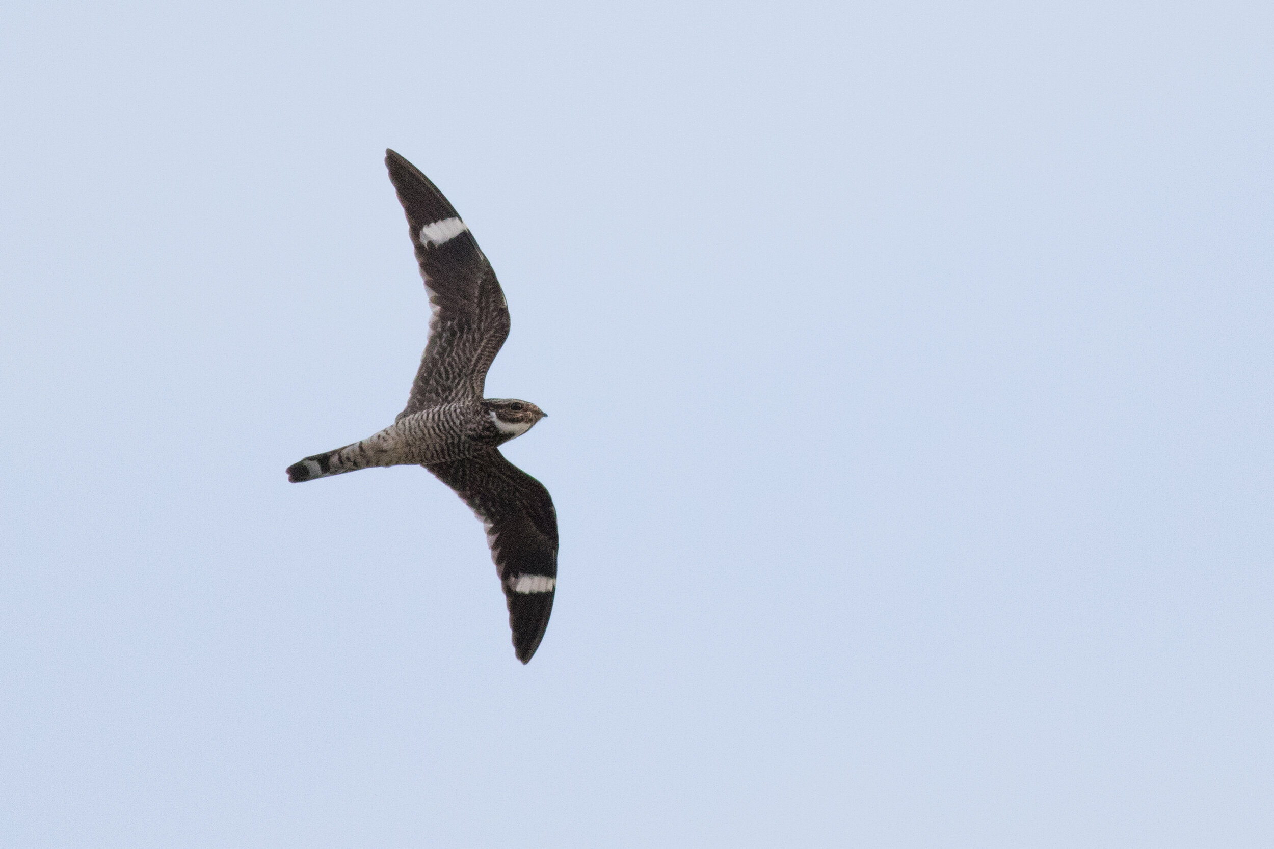 The Runners-Up — Birding Virginia